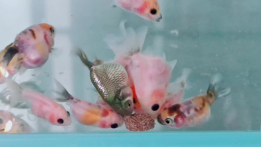 不是在吃就是在找吃的,确定不是猪?能有多少饲料让它们造啊!