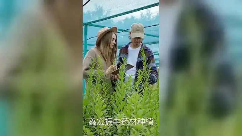 鑫宏振中药材种植在哪个地方