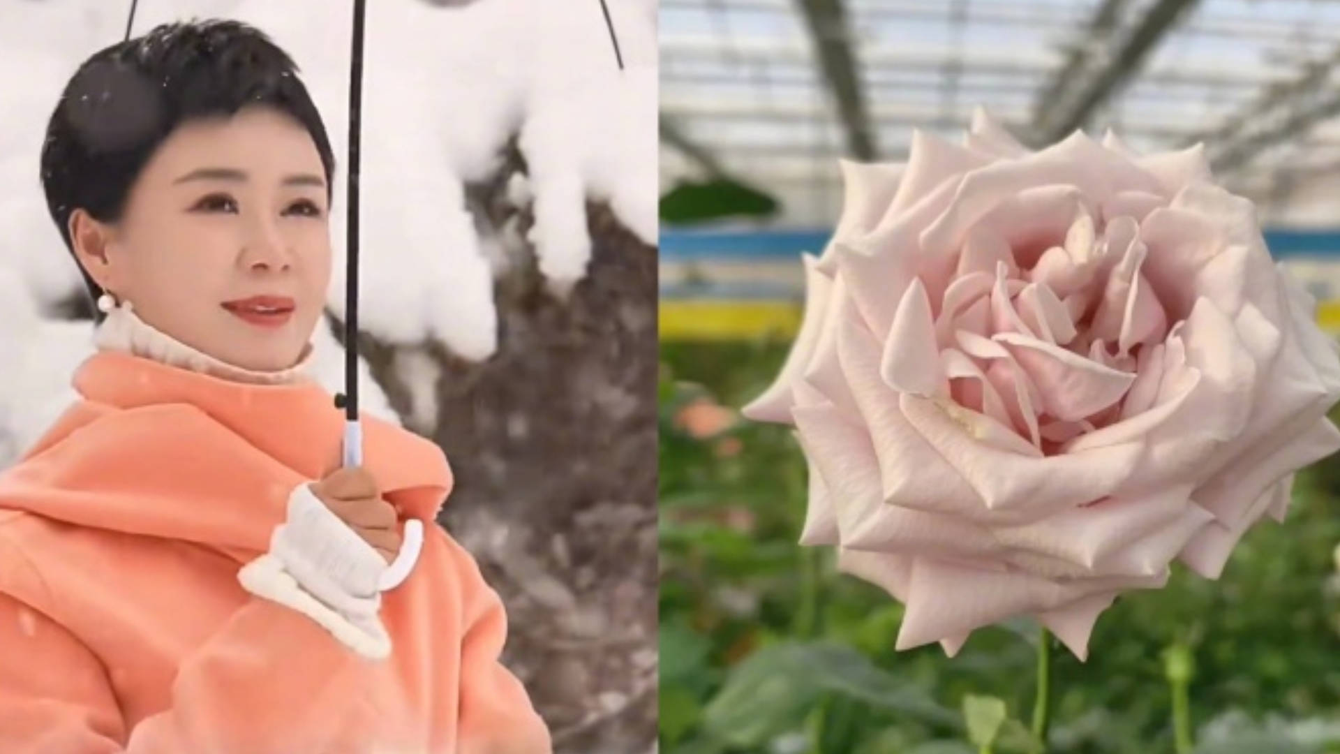 "娇龙"月季,正式命名