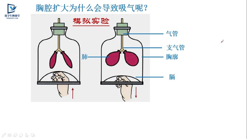 呼吸是如何产生的?气体是怎样进出人体的?详细过程来了