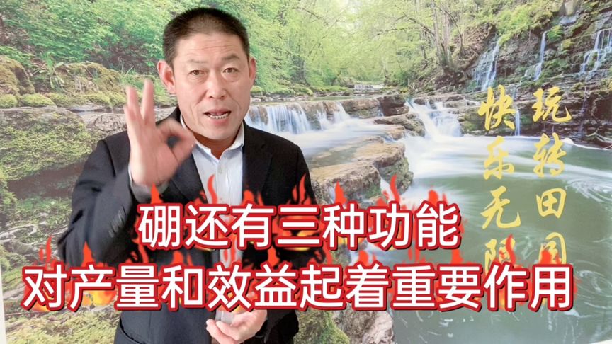 硼肥除了结实坐果还有三个重要功能,和提高农作物产量和品质有关