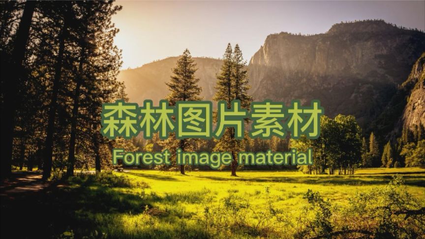 森林图片素材,需要自剪
