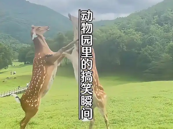 拒绝动物表演,但是拒绝不了动物硬要表演 动物园的动物 动物的