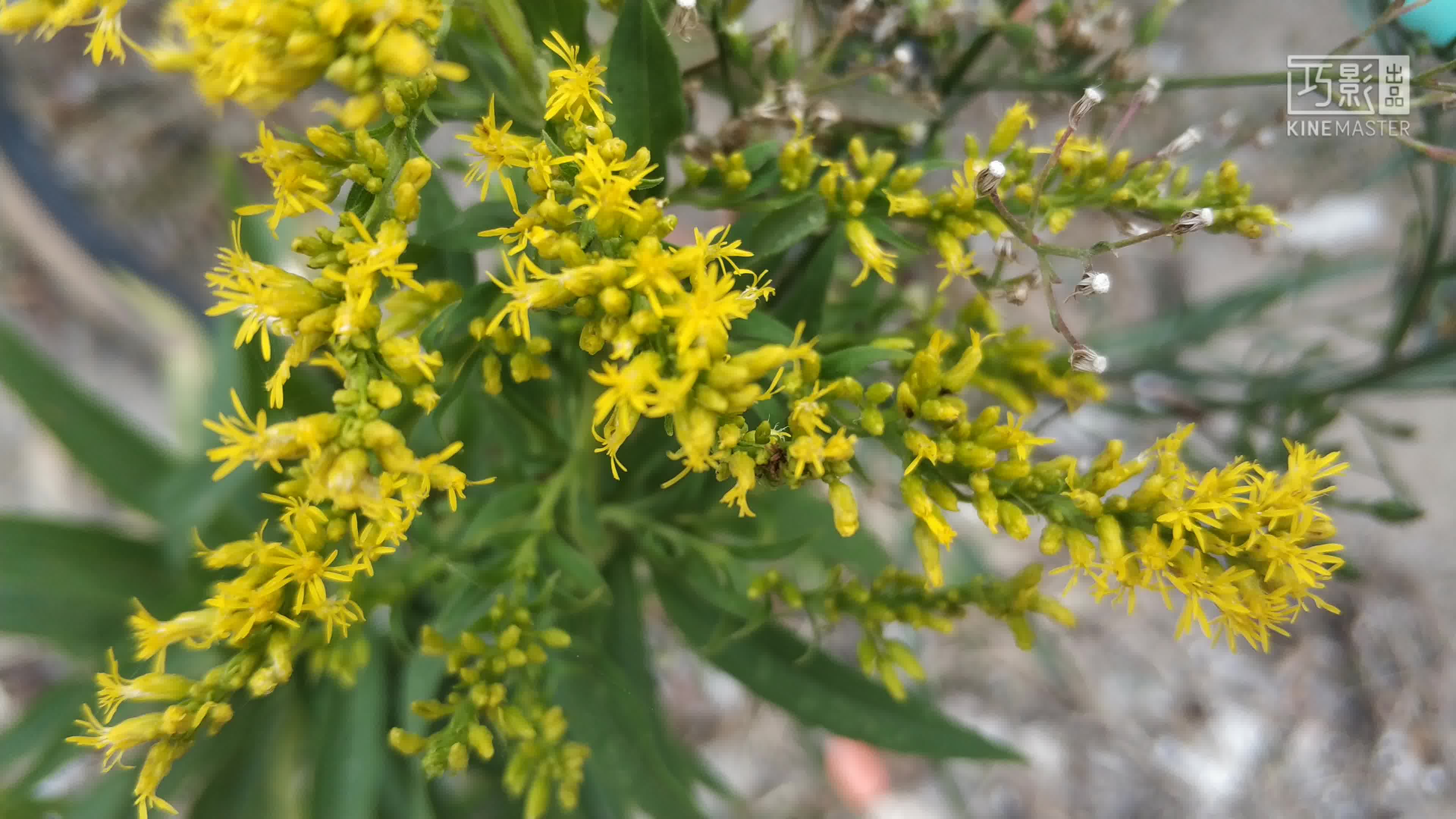 今天来看看记录了什么关于动植物的事?