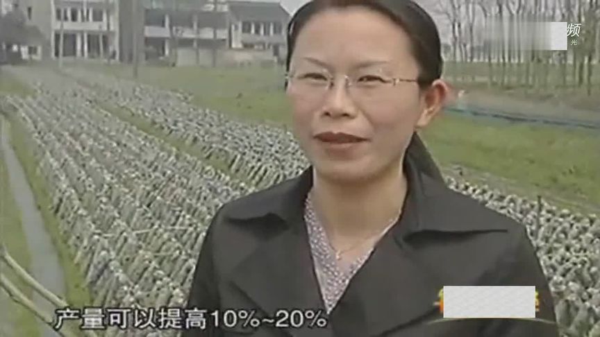 探秘桑枝木耳的种植,一举两得种桑枝木耳,你学会了吗