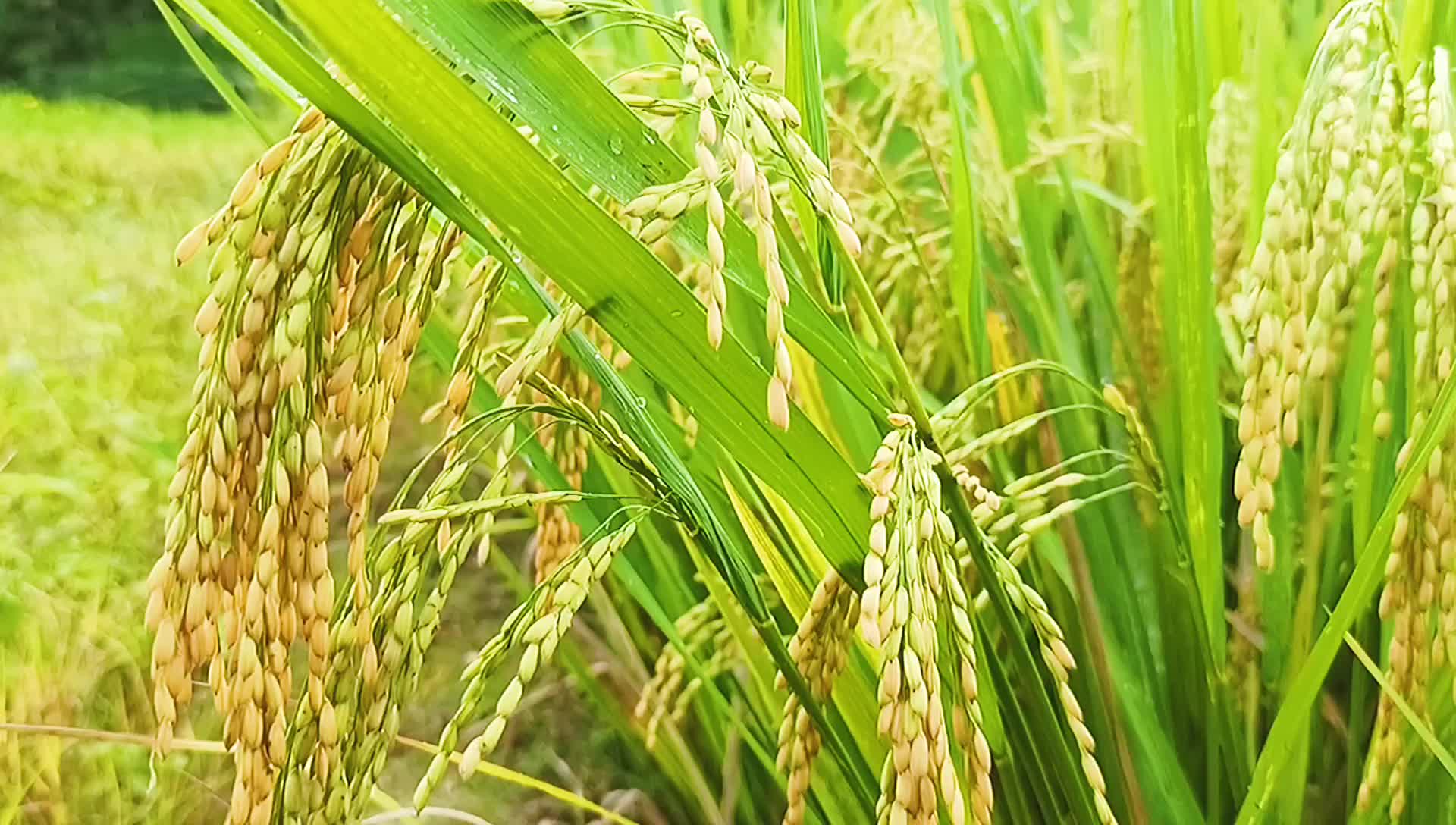 又到了稻谷成熟的季节了