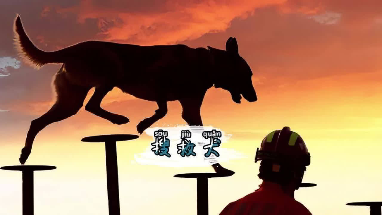 搜救犬不仅是他们的名字,更是一种责任#搜救犬 #搜救犬的日常
