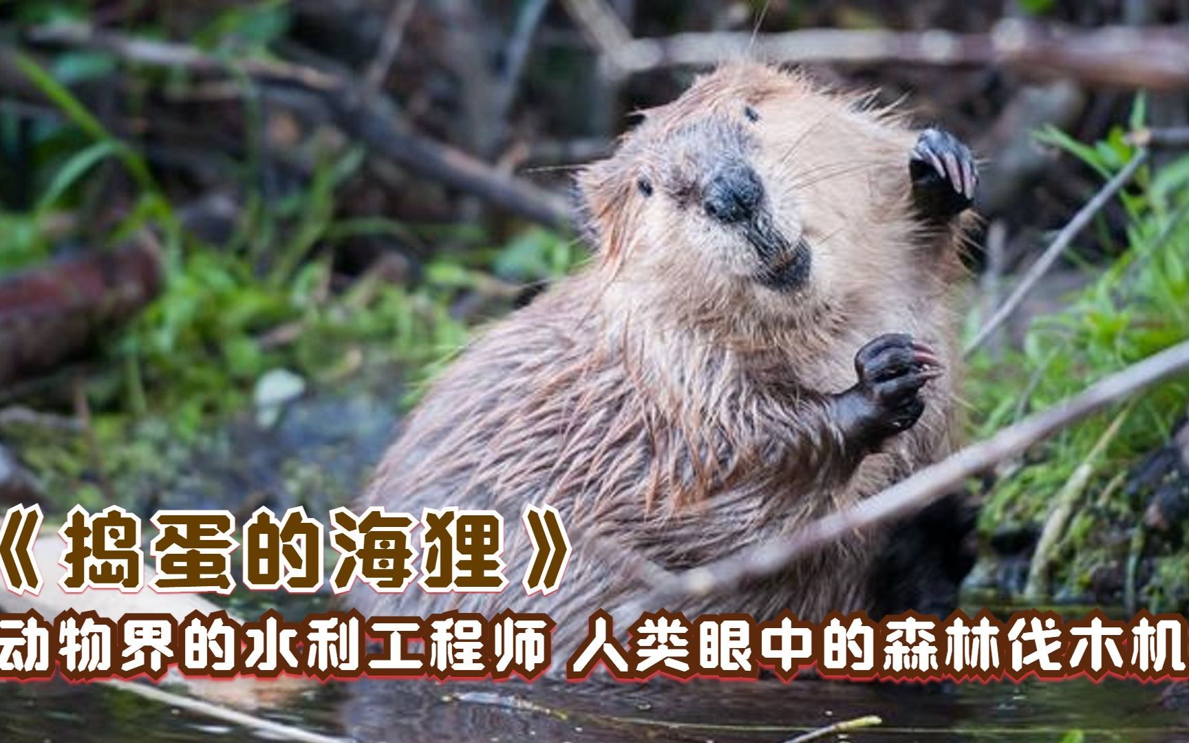 动物界的水利工程师,人类眼中的森林伐木机——河狸