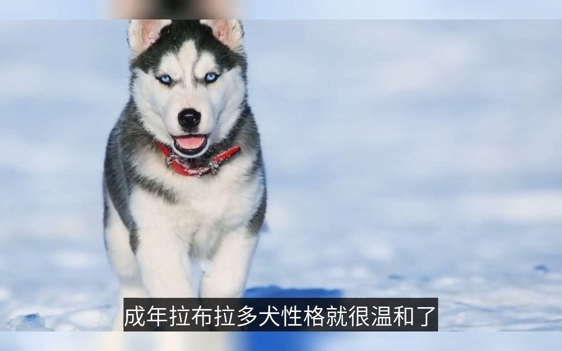 【科普视频】适合家庭饲养的大型宠物狗的品种?