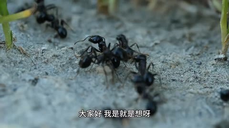 书中,动画中常见的蚂蚁