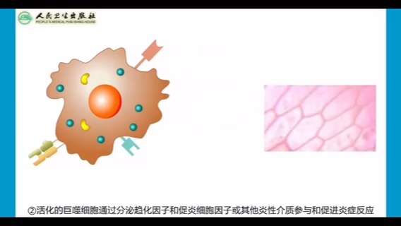 巨噬细胞的功能