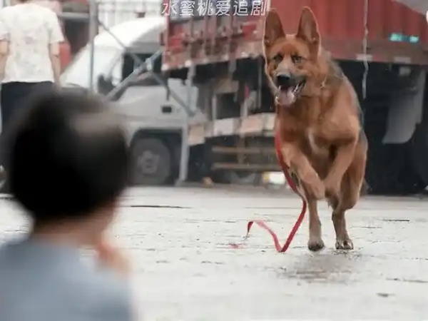 八年流浪只为寻回原主人,搜救犬的忠诚故事!