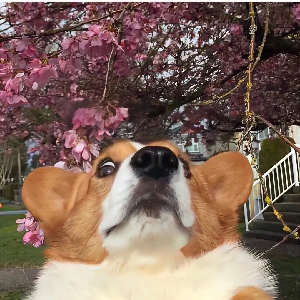 Leobsgs 