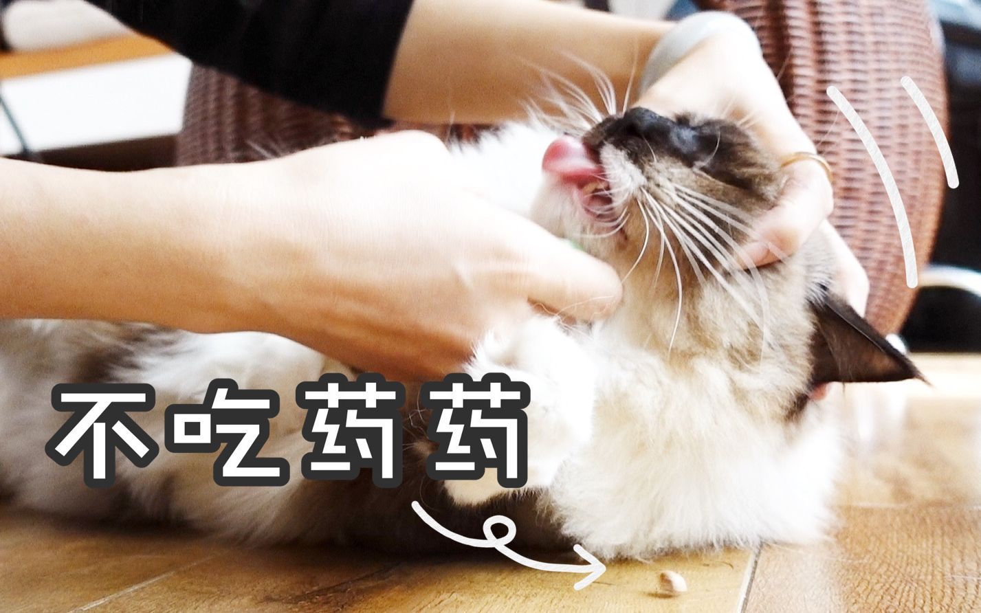 猫咪不肯吃药还滚地耍泼,最后主人拿出喂药神器,就不信治不了你