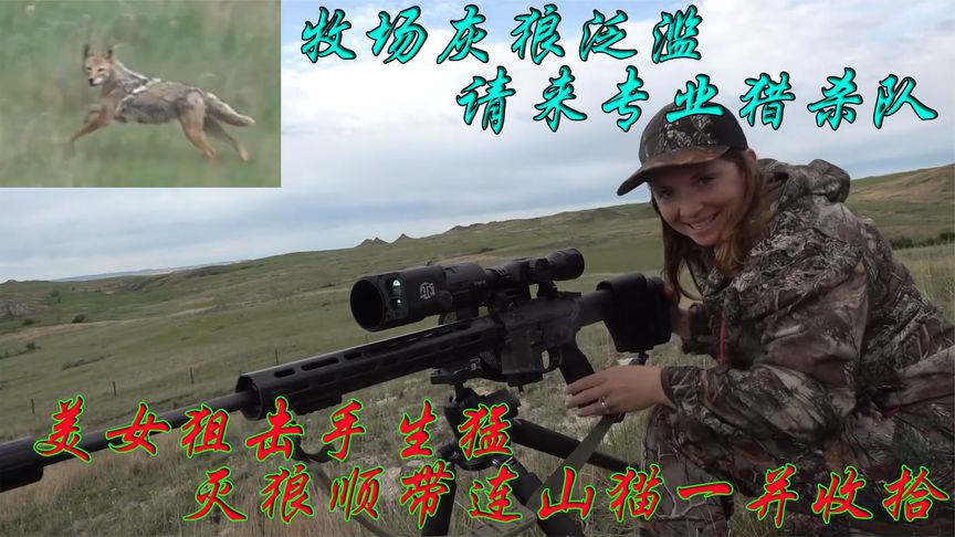 牧场灰狼泛滥请来猎杀队,美女狙击手生猛灭狼顺带连山猫一并收拾