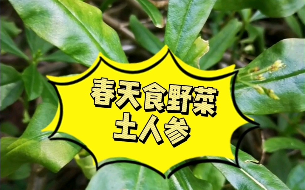 【随食】春天食野菜 土人参