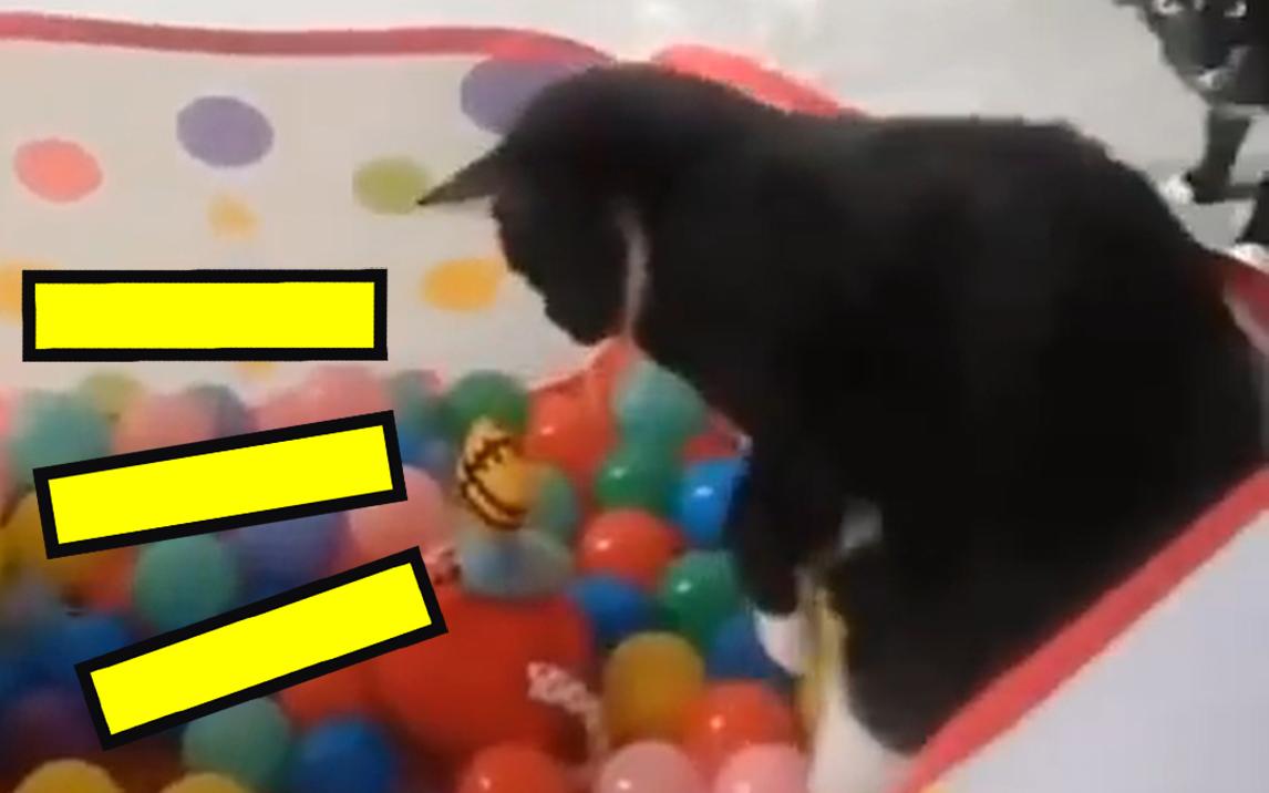 【反应是球的七倍】bounce:v.弹起