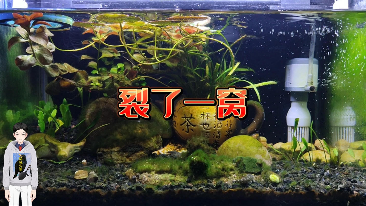 ...养鱼直角缸和热弯缸哪个好?热弯玻璃鱼缸容易破裂的原因,预防热弯...