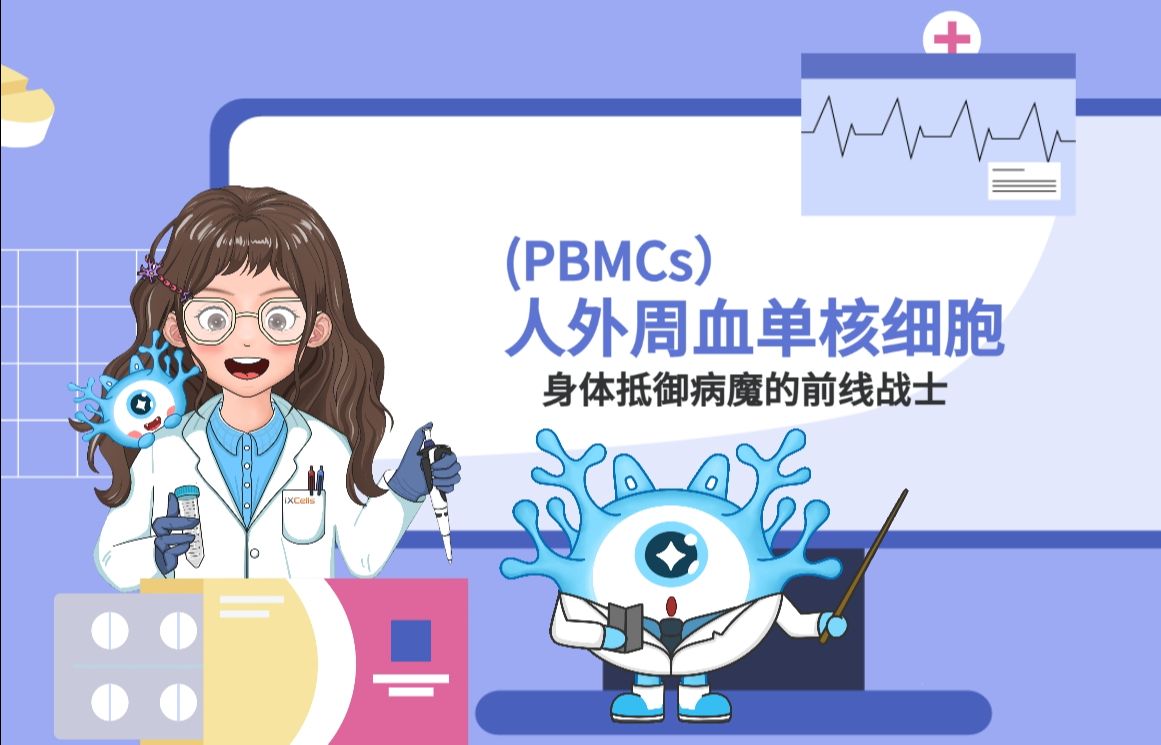 人体免疫系统的“明星”成员——人外周血单核细胞