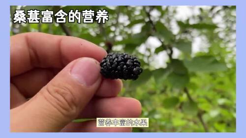 桑葚竟有这些神奇功效!3个生活妙招让你吃出健康好气色