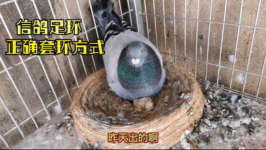 信鸽足环怎么样套,幼鸽几天开始套,看看我怎么套的!