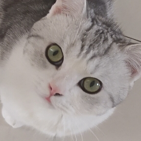 茶碳碳 