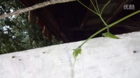 延时摄影(13小时中丝瓜生长变化.菜鸟) 还有飞奔的蚂蚁