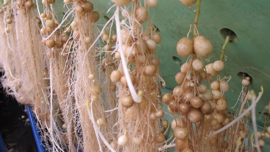 现代农业:带你看看无土种植水培土豆全过程
