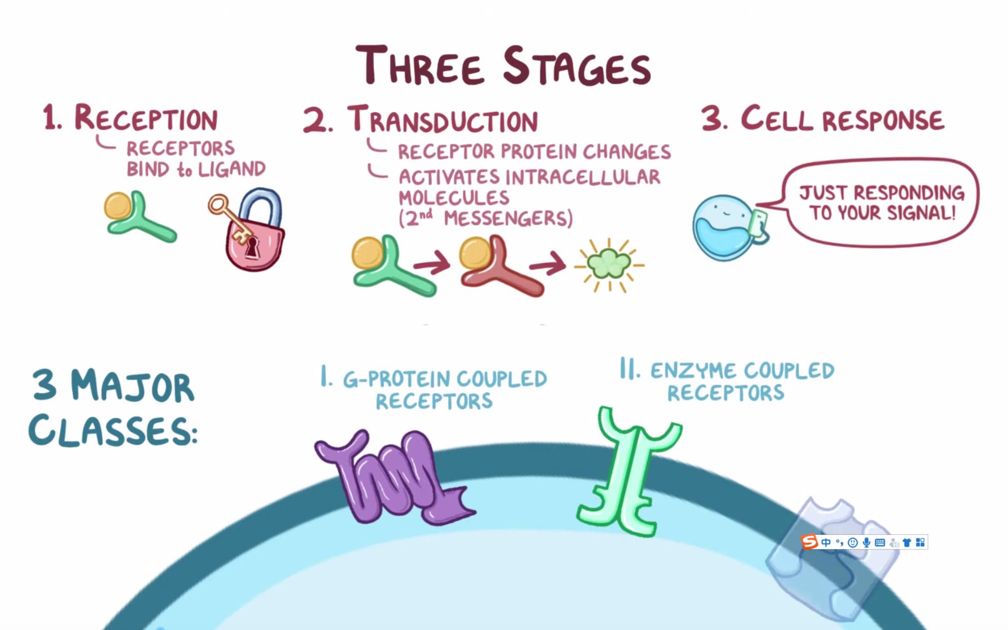[英文字幕] Common cell signaling pathways 细胞中常见的信号转导通路