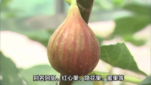 无花果:历史、特性与多元用途的深度解读
