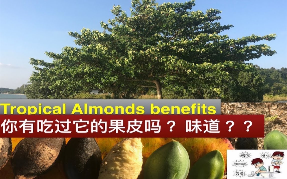 大叶榄仁树功效与作用。