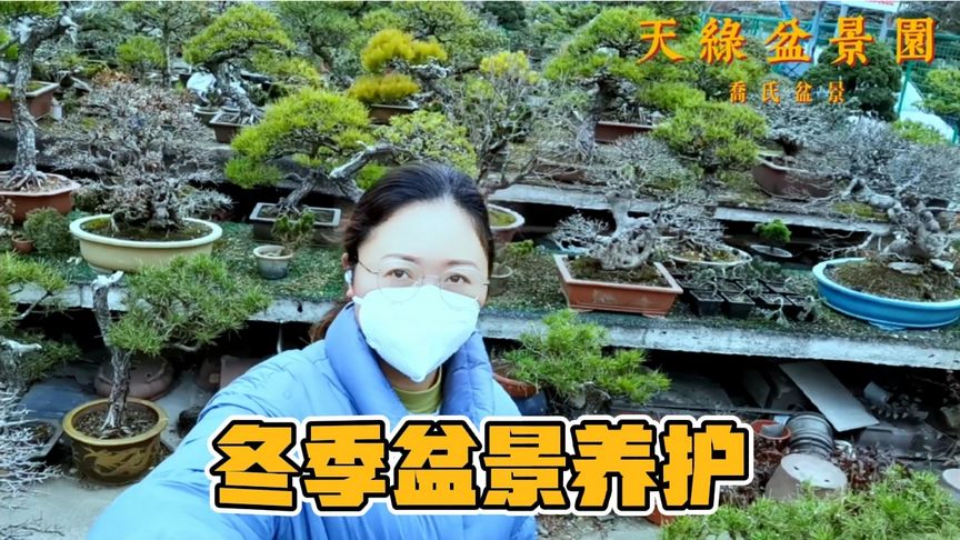 冬季冰冻环境下盆景的养护管理,以及要如何浇水。