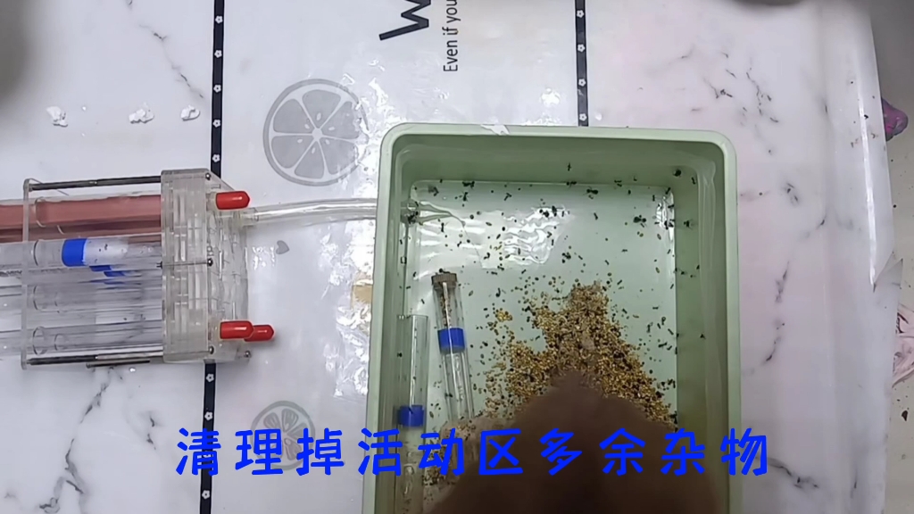 蚂蚁入巢,原生收货蚁,试管巢很适合新人的蚂蚁和巢