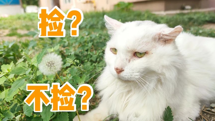 把流浪猫带回家,它真的会快乐么?#作业#