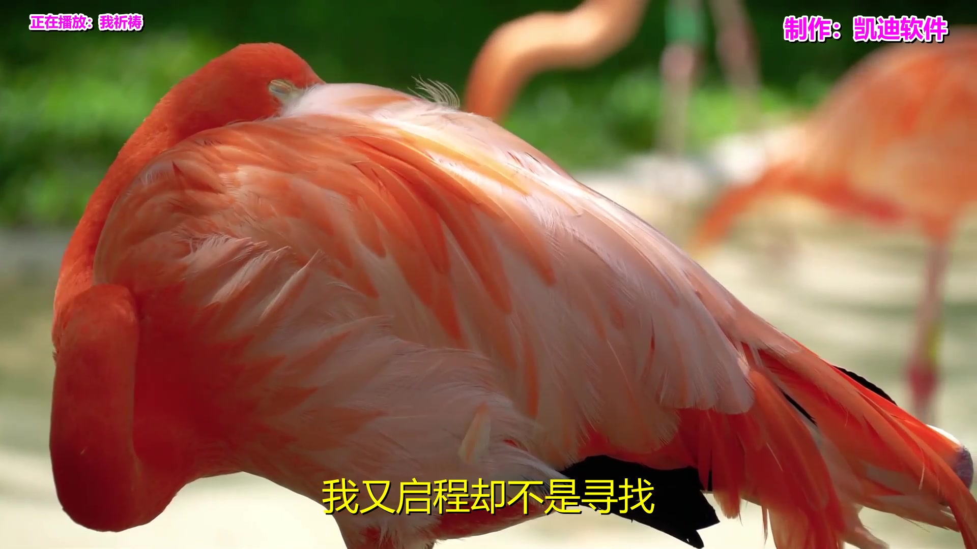 《我祈祷》欣赏,用什么软件可以把格式转换成amv