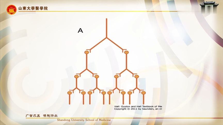 医学生理学:9.3.1神经系统概述—中枢神经元联系(一)