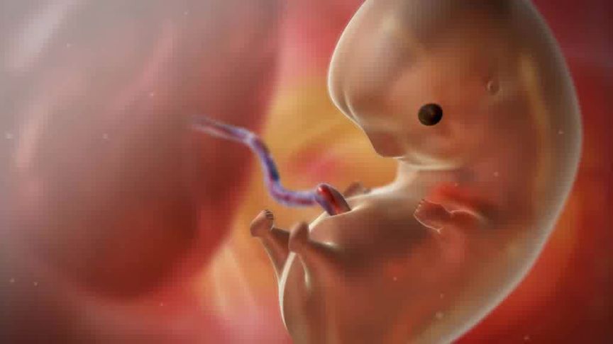 胚胎发育,细胞分裂过程【高清动画】