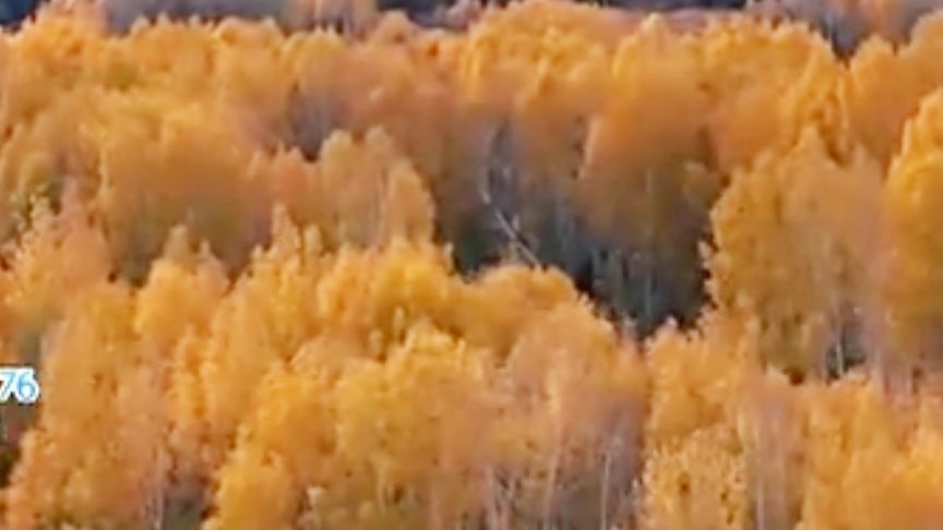 新疆哈巴河之白桦林:桦林深处有人家,美食美酒顶呱呱