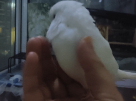 救命虎皮真的还是我的纯元,看价格歧视分类宠物就离谱