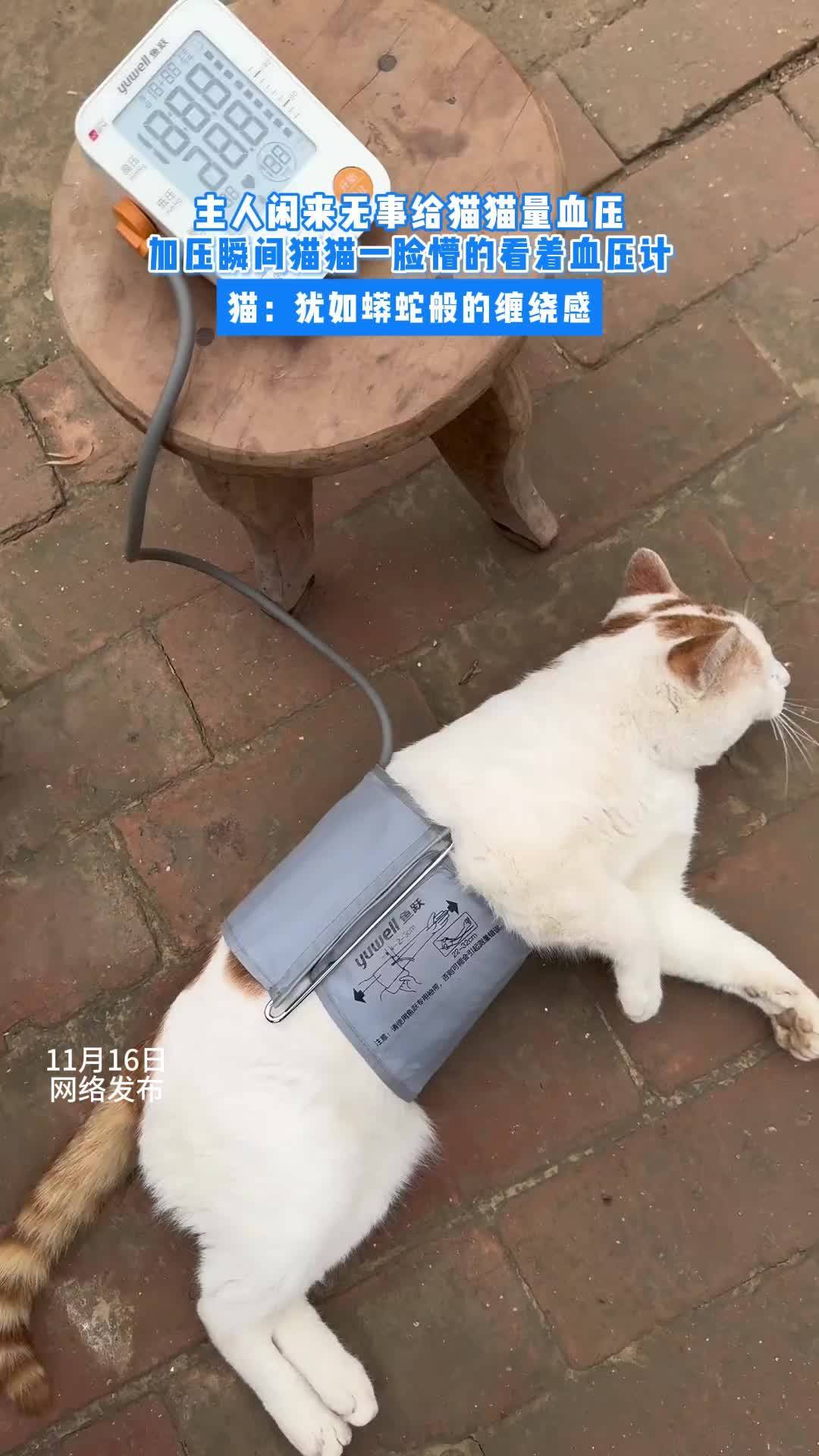 主人闲来无事给猫猫量血压,加压瞬间猫猫一脸懵的看着血压计