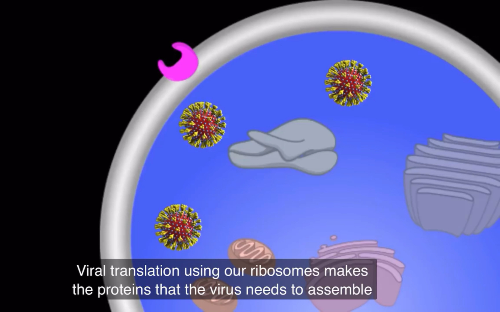 新型冠状病毒(corovirus-19)侵染粘膜细胞机理动画