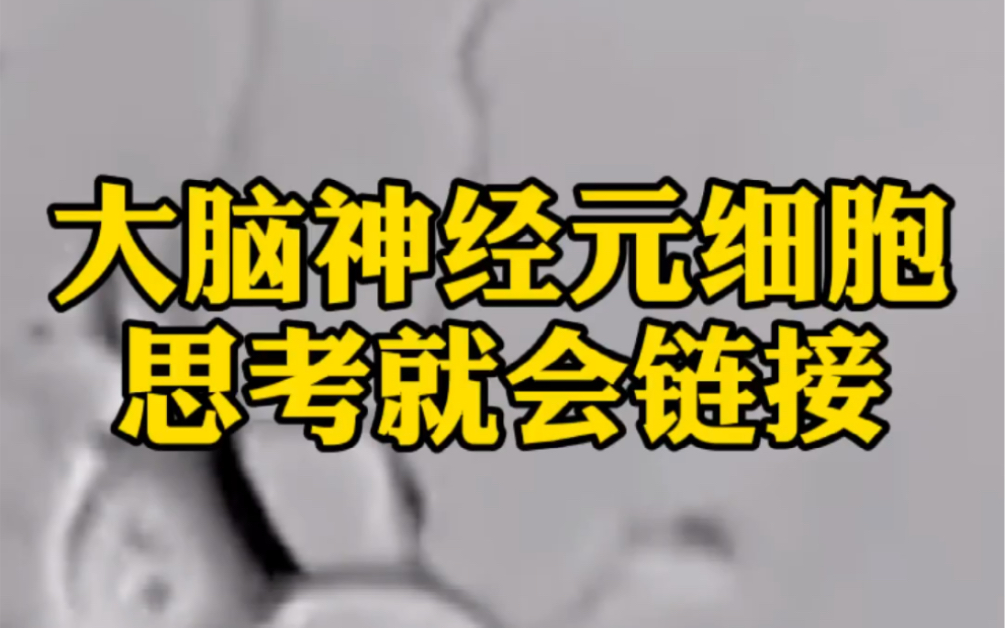 当我们思考的时候我们的神经元细胞就会牵起手来