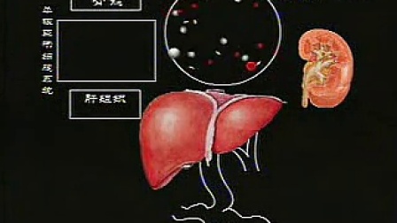 正常胆红素代谢