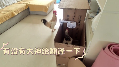 76. 母鸡下蛋咯咯哒,公鸡也跟着咯咯哒,而且叫的声音比母鸡还大