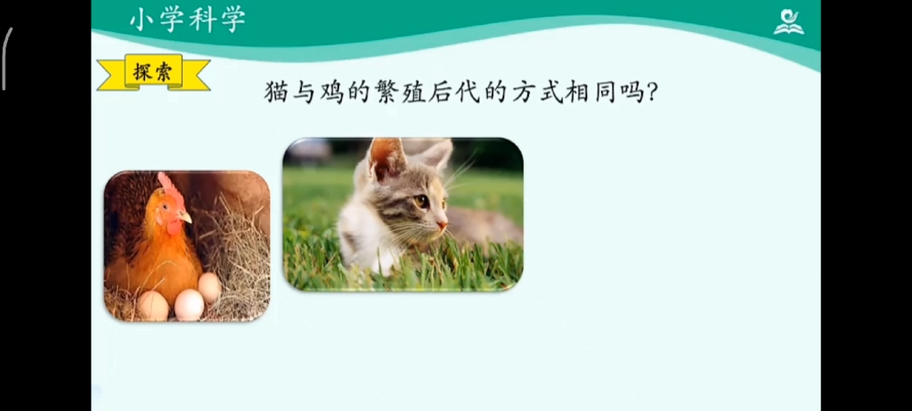 教科版科学三下2-7《动物的繁殖》