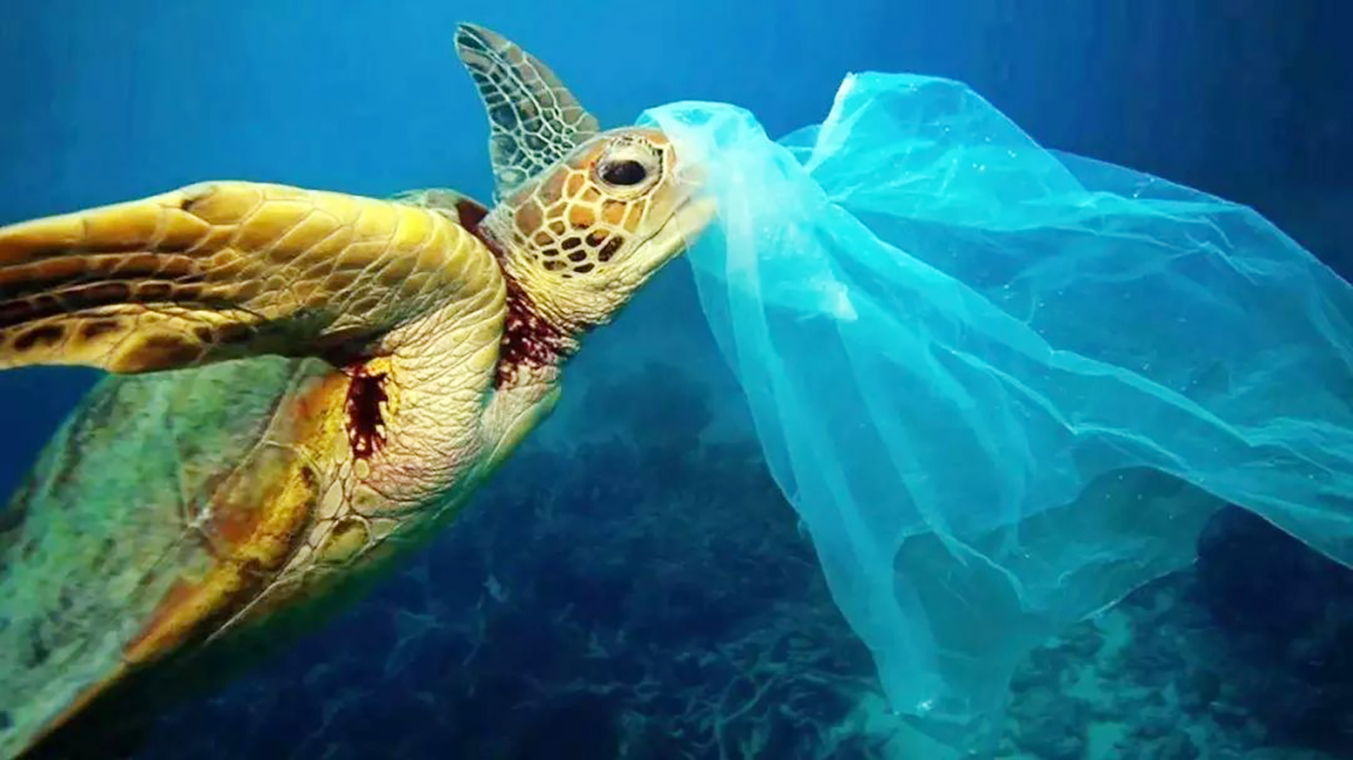 海洋污染日益严重,死去的动物胃里全是塑料垃圾,高分残酷纪录片