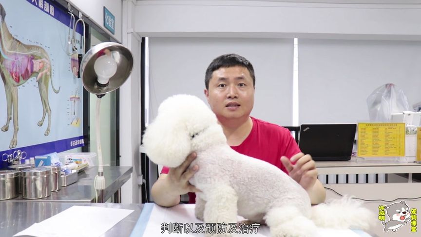 许成明宠物课堂:狗狗的副流感疾病的预防以及治疗