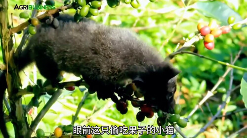 猫屎咖啡的制作过程,你看了还敢喝吗