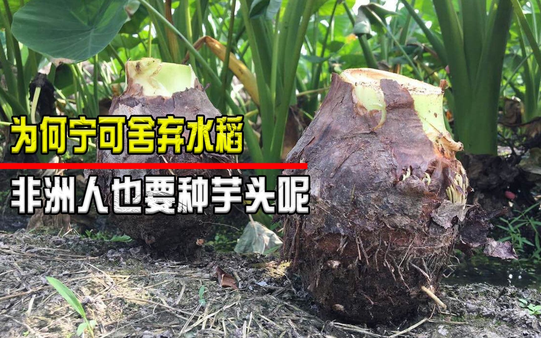 饭都吃不饱的非洲人,为何会舍弃水稻和小麦,种植带毒的芋头?