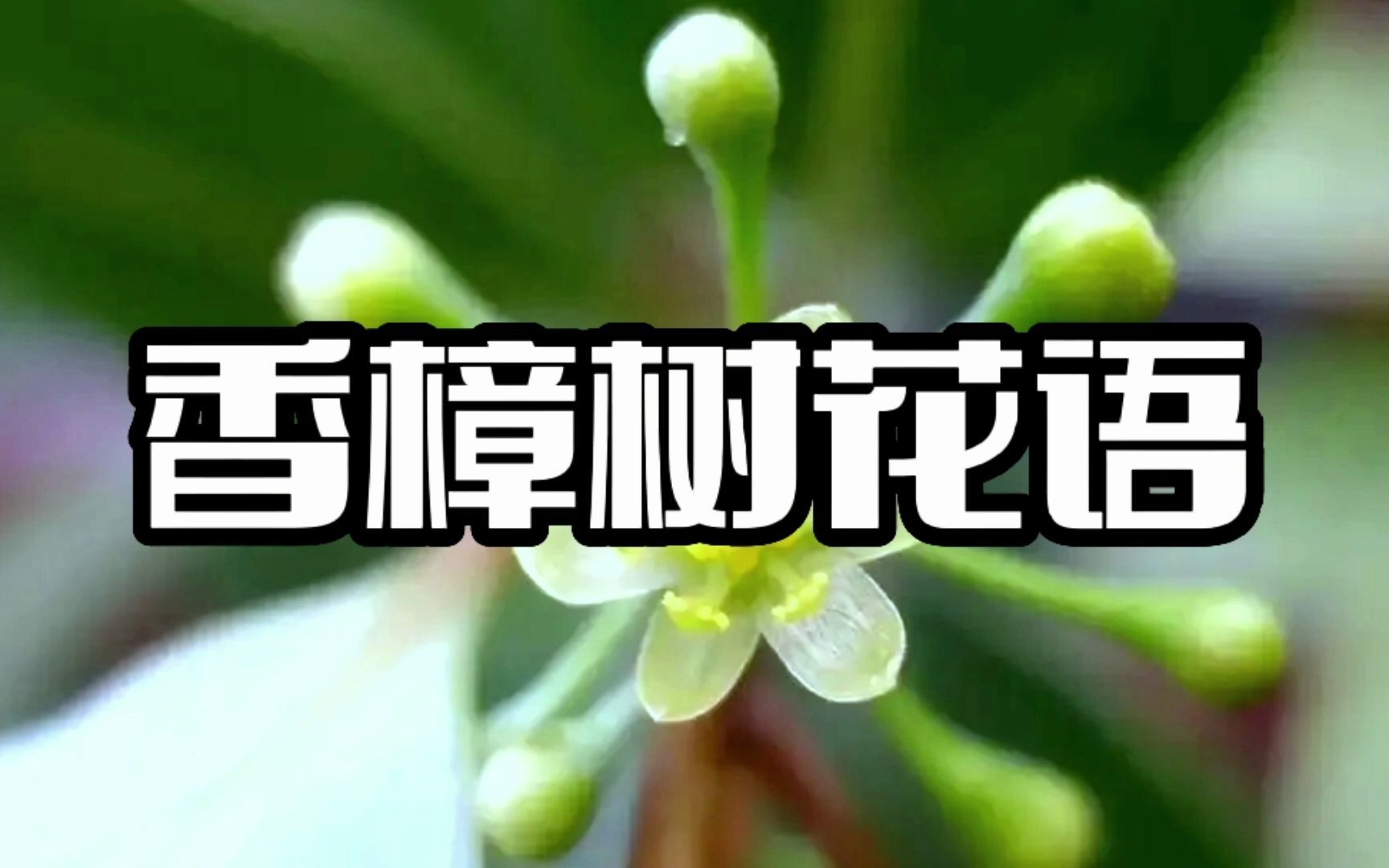 樟树是江南四大名木之一,长江以南常见的常绿阔叶树。但是,你注意过...